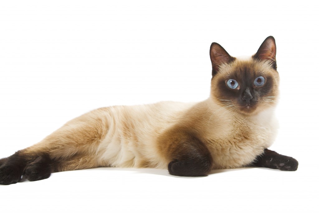 Siameser — Bonnie Dyrecenter