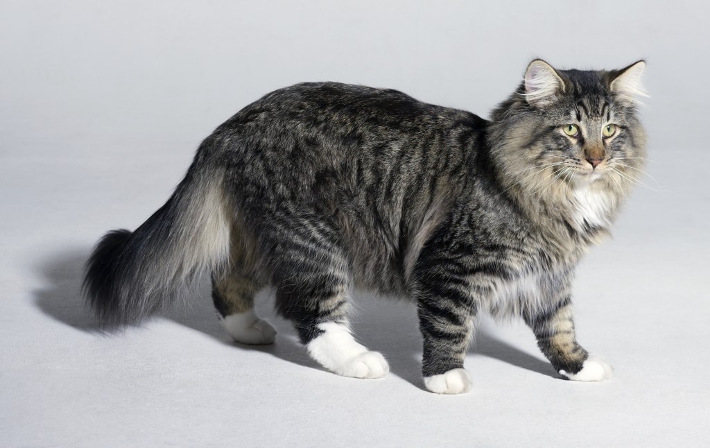 Norsk Skovkat — Bonnie Dyrecenter