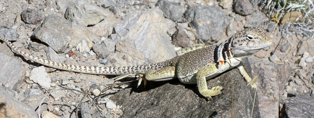 Animals in New Mexico — Bonnie Dyrecenter